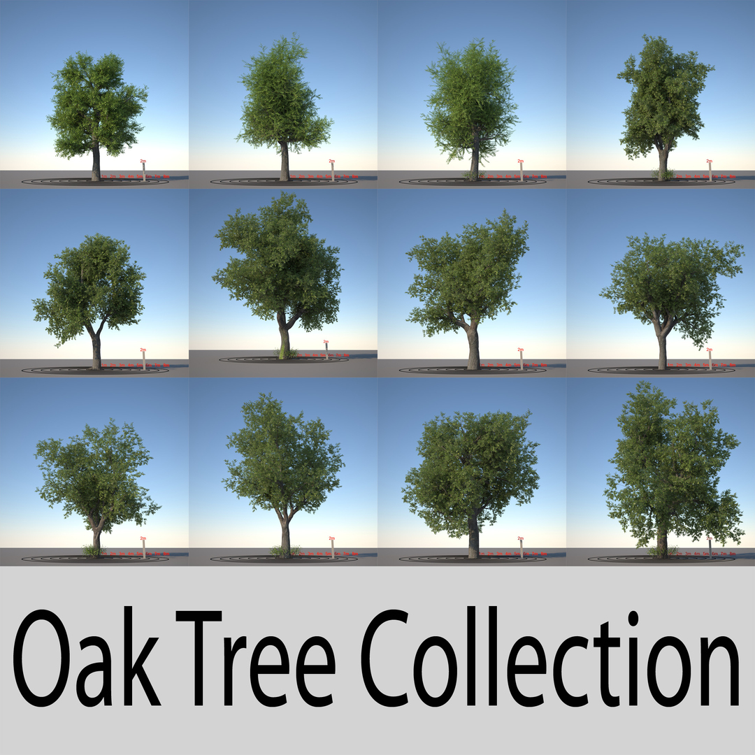 oak trees 3d obj