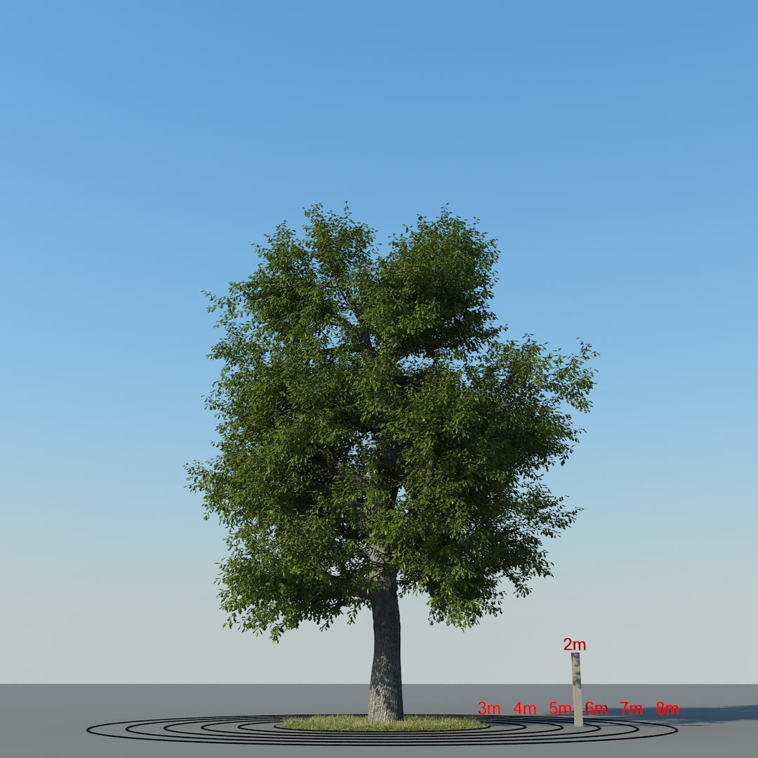 oak trees 3d obj