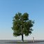 Oak Trees 3d Obj