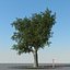 Oak Trees 3d Obj