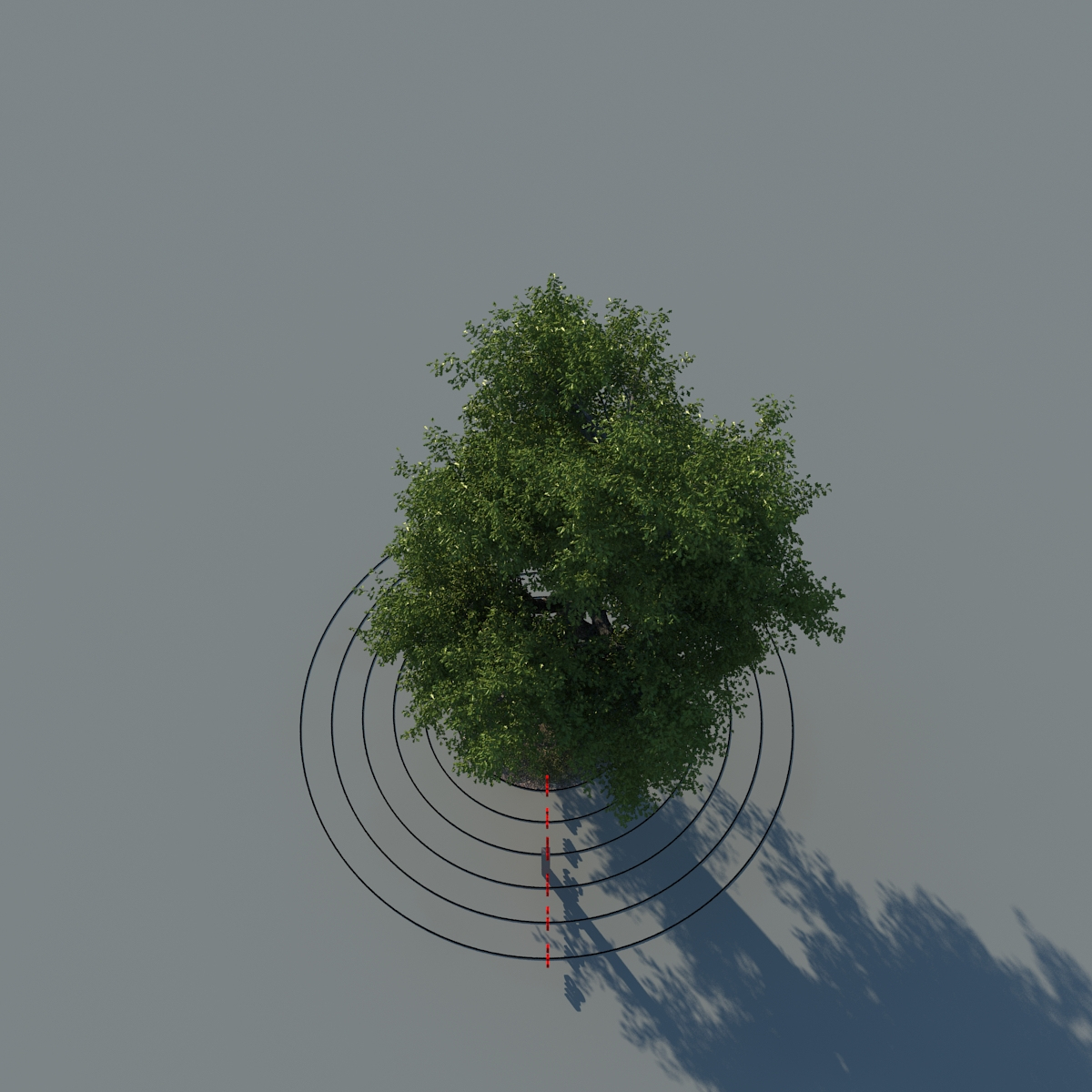 oak trees 3d obj