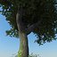 Oak Trees 3d Obj