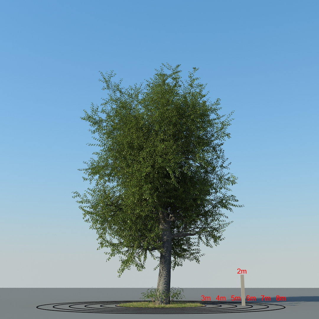 oak trees 3d obj