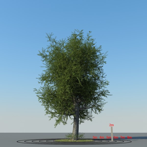 oak trees 3d obj