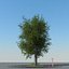 Oak Trees 3d Obj