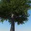 Oak Trees 3d Obj