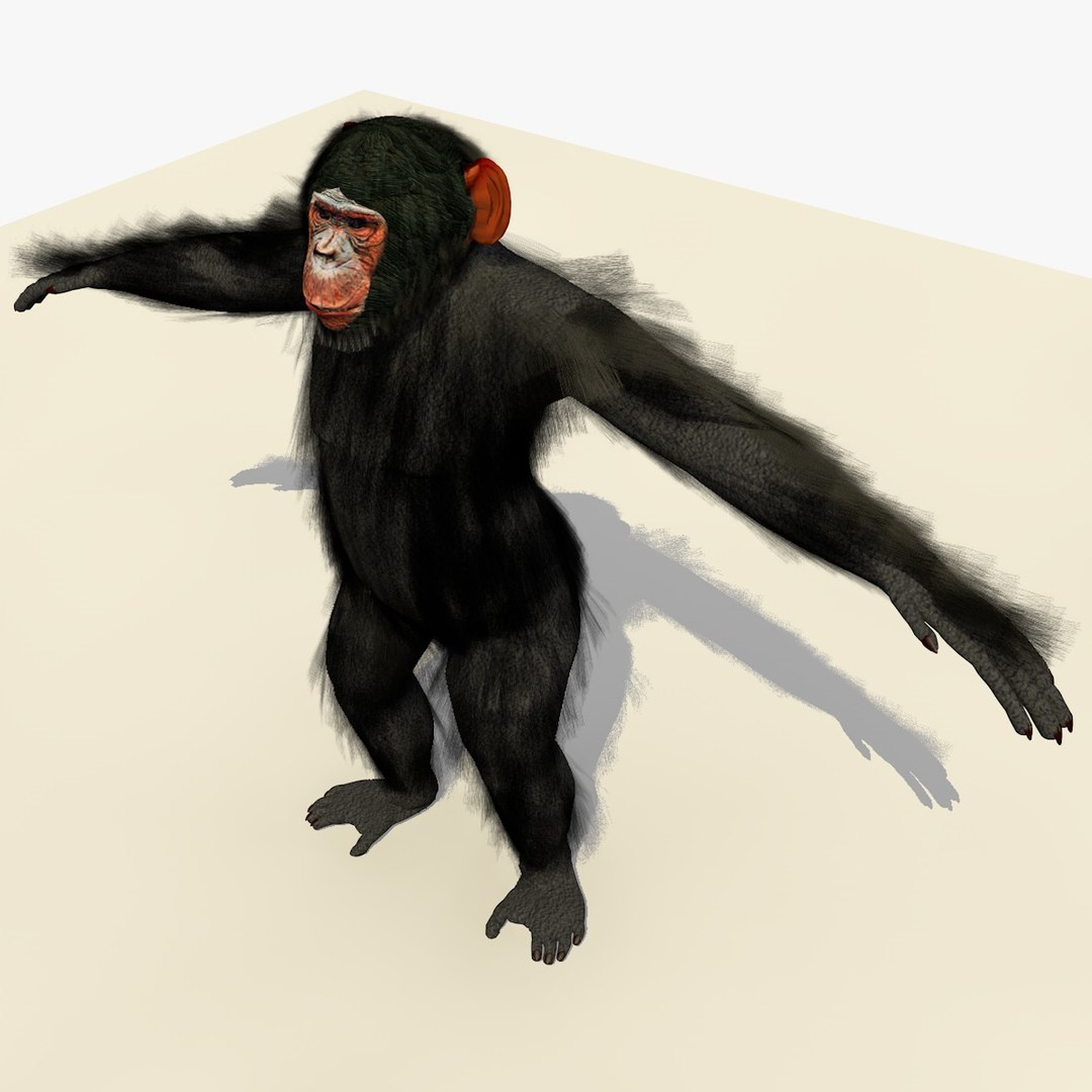 Rigged Chimpanzee Chimp 3d Model