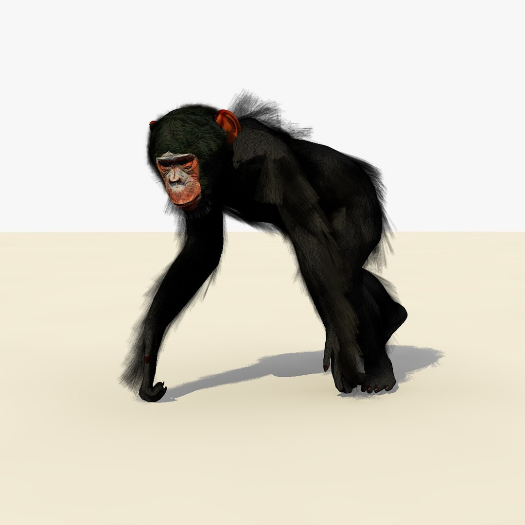 Rigged Chimpanzee Chimp 3d Model