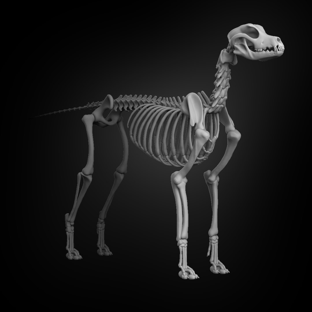 Dog Skeleton 3D - TurboSquid 1471918