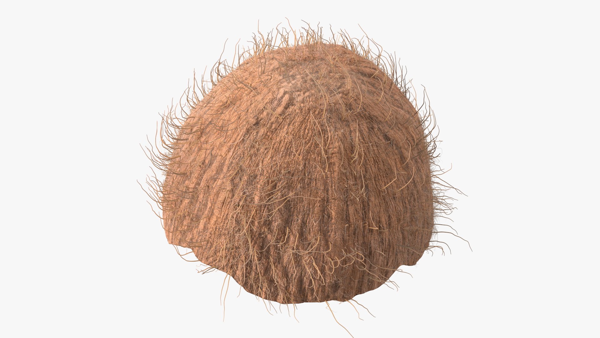 3D Coconut Half Fur Model - TurboSquid 2395992
