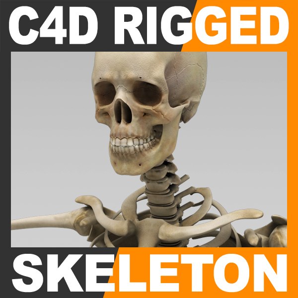 Free Rigged 3D Skeleton Models | TurboSquid