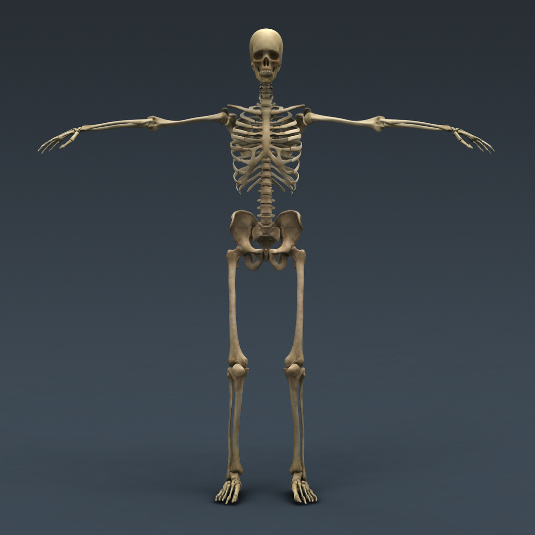 Human Skeleton Rigged Skull Cranium C4d