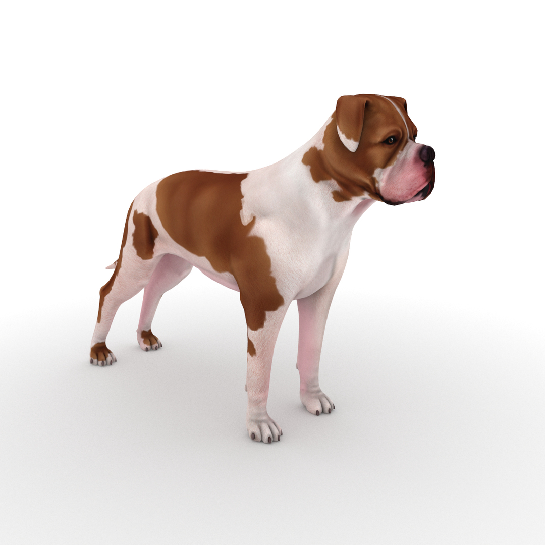 3D american bulldog - TurboSquid 1373941