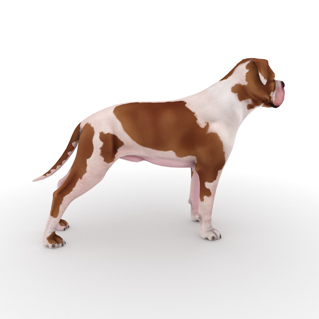 3D American Bulldog - TurboSquid 1373941