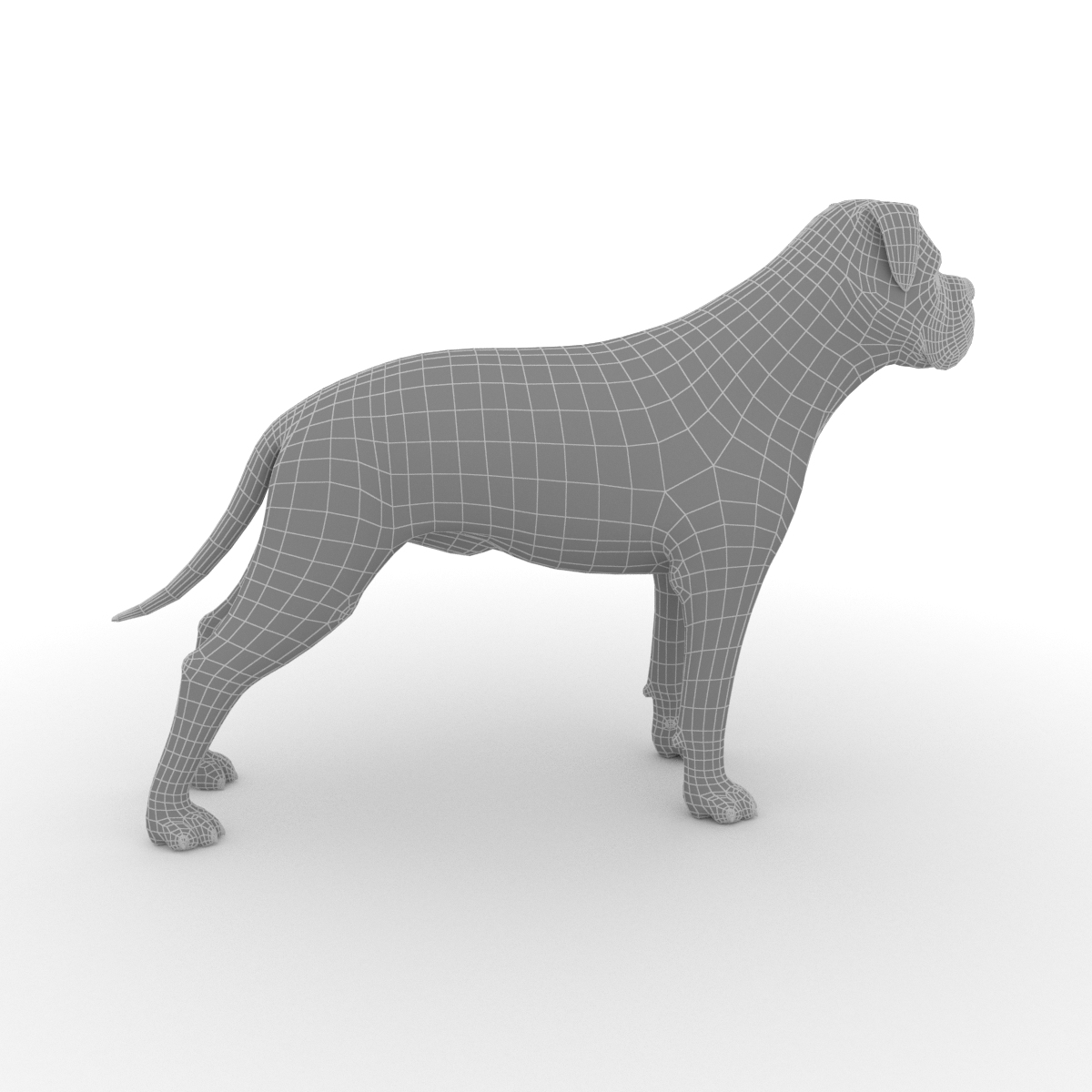 3D american bulldog - TurboSquid 1373941