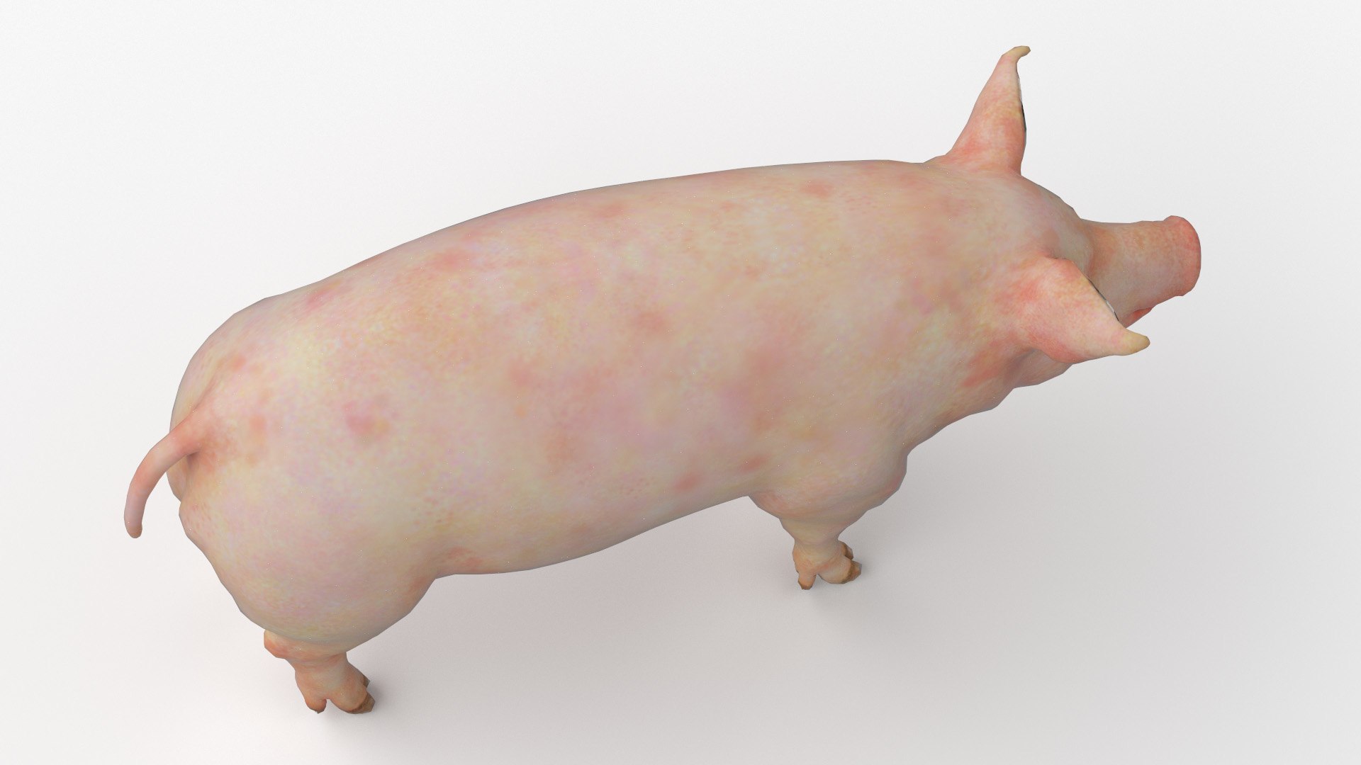 Full Male Pig Anatomy Static 3D model - TurboSquid 1934212