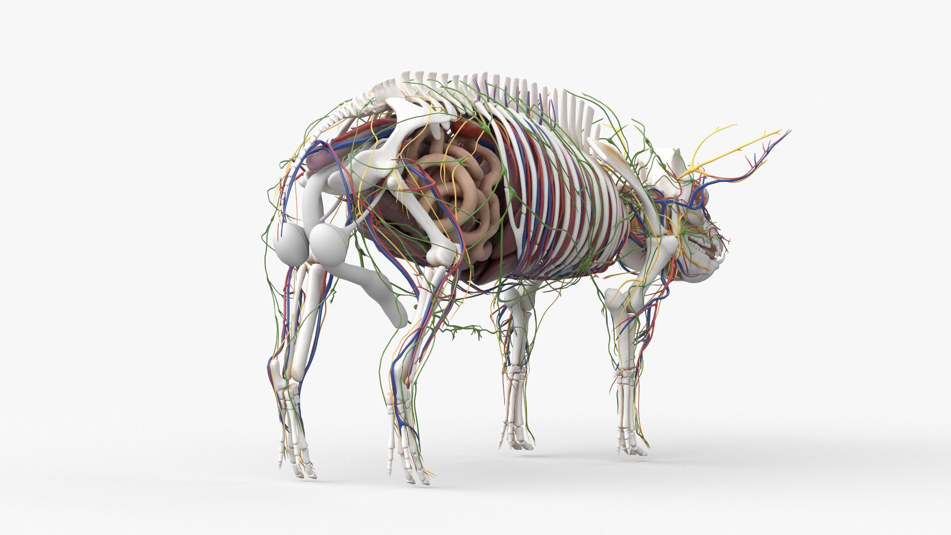 Full Male Pig Anatomy Static 3D model - TurboSquid 1934212