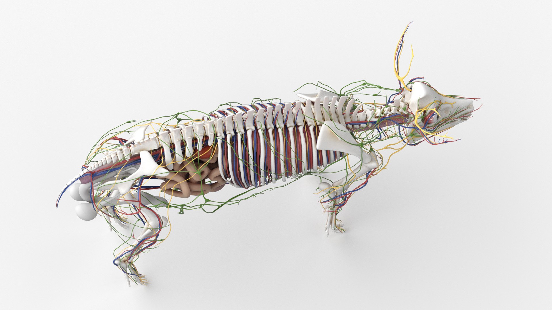 Full Male Pig Anatomy Static 3D model - TurboSquid 1934212