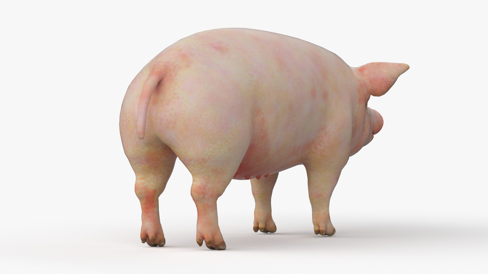 Full Male Pig Anatomy Static 3D model - TurboSquid 1934212