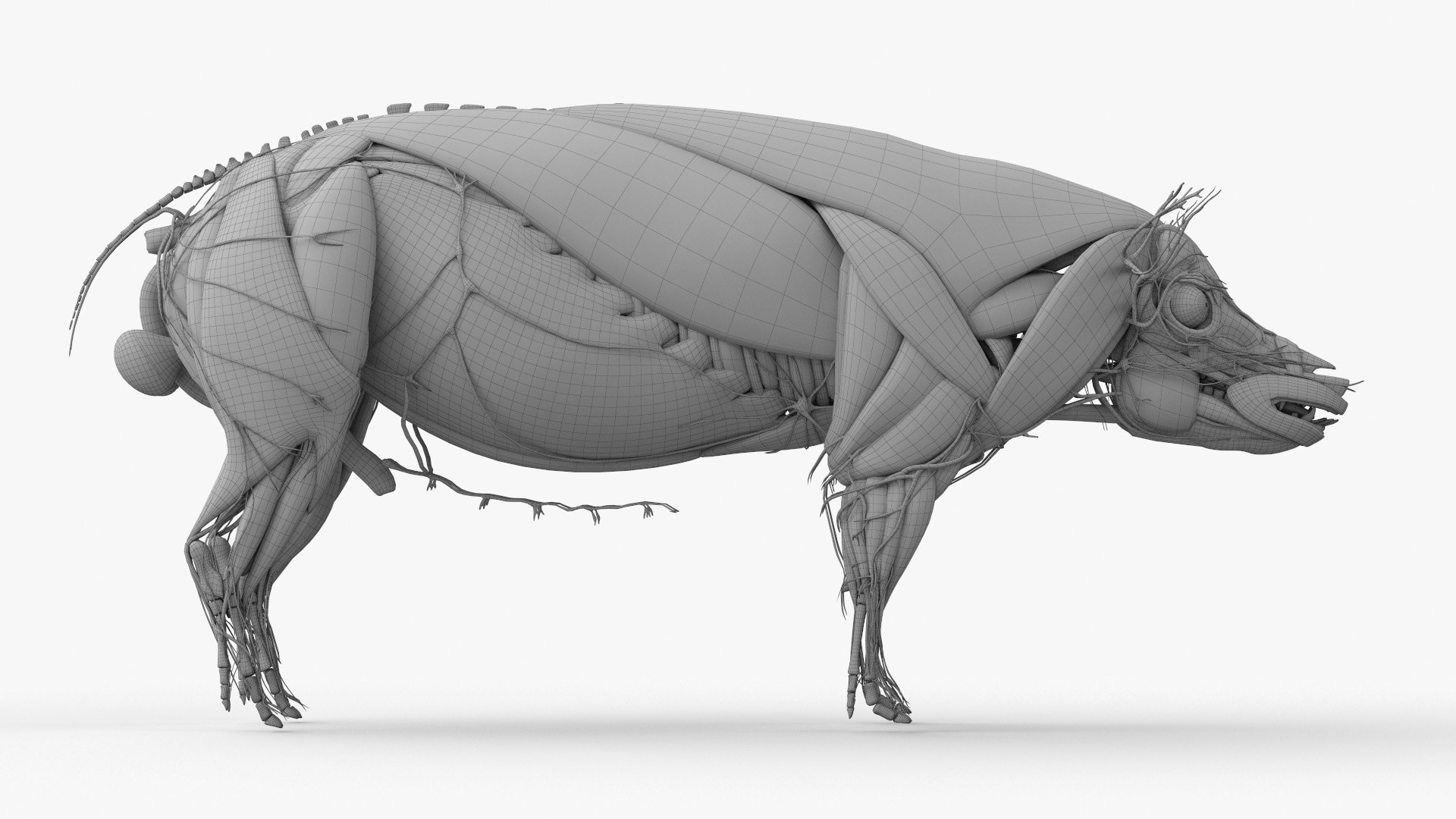 Full Male Pig Anatomy Static 3D model - TurboSquid 1934212