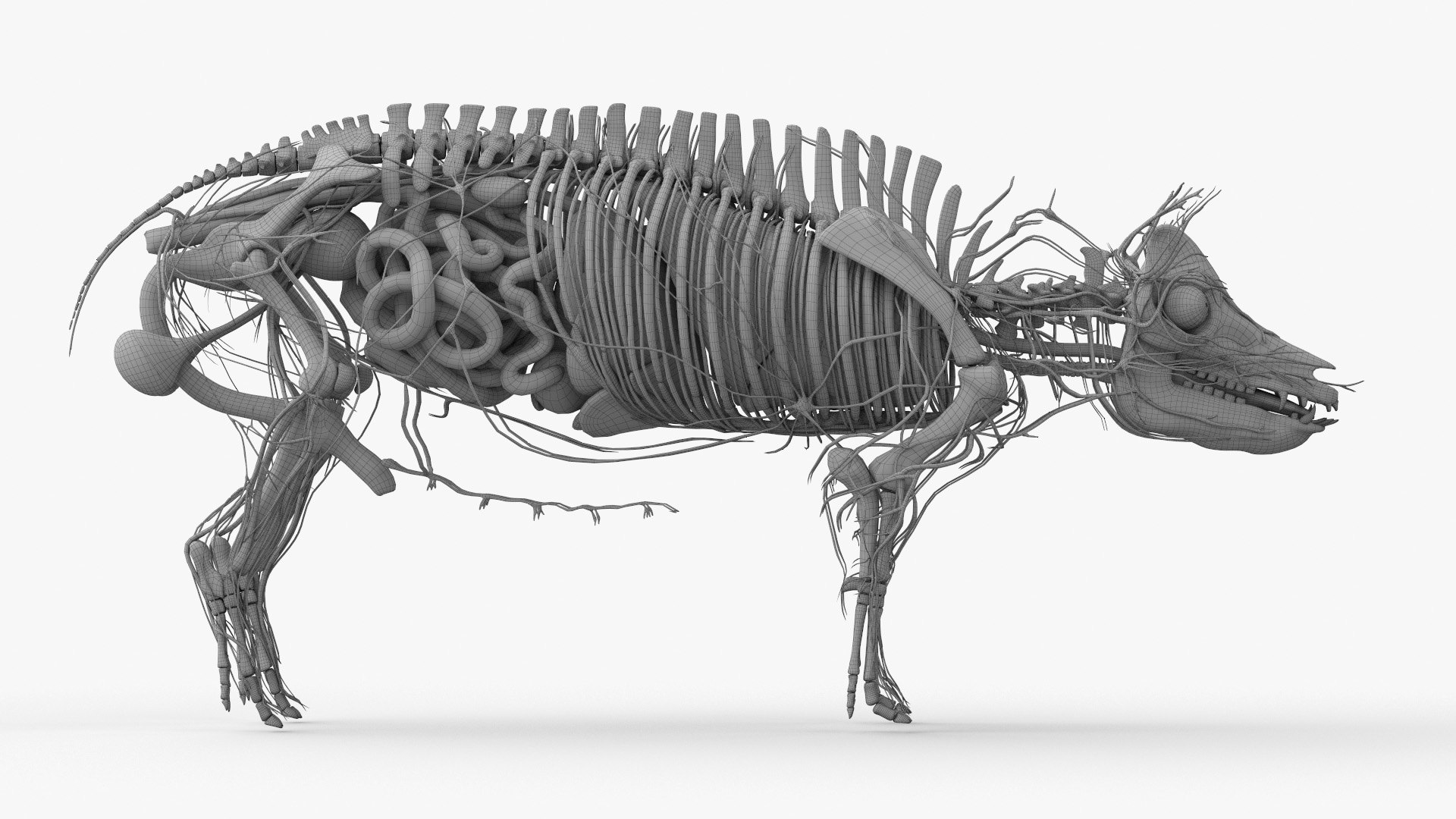 Full Male Pig Anatomy Static 3D model - TurboSquid 1934212