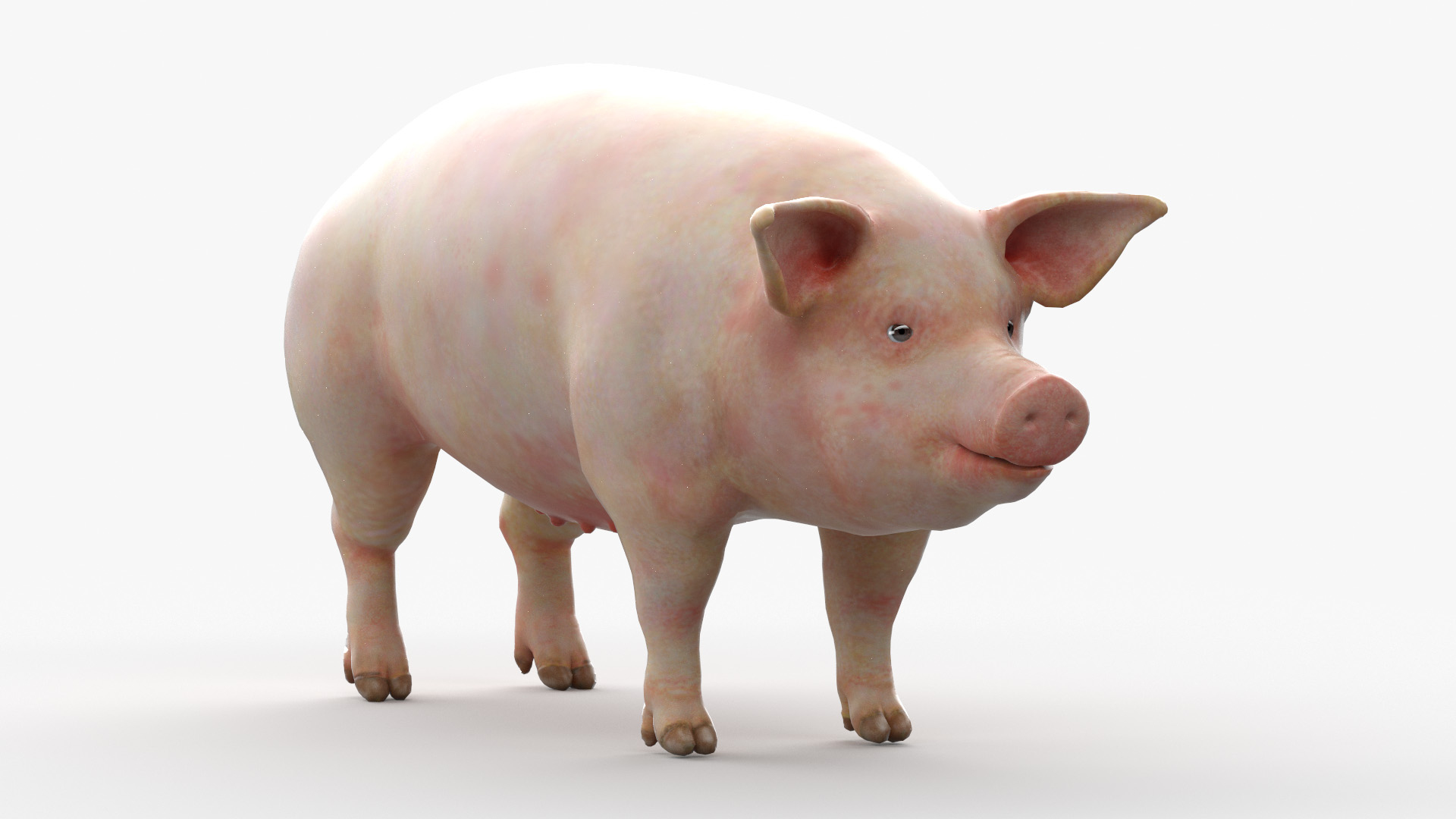 Full Male Pig Anatomy Static 3D Model - TurboSquid 1934212