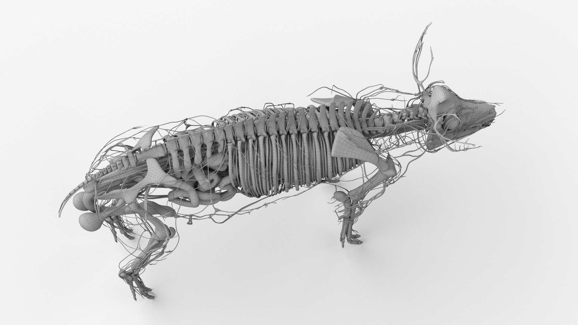 Full Male Pig Anatomy Static 3D model - TurboSquid 1934212