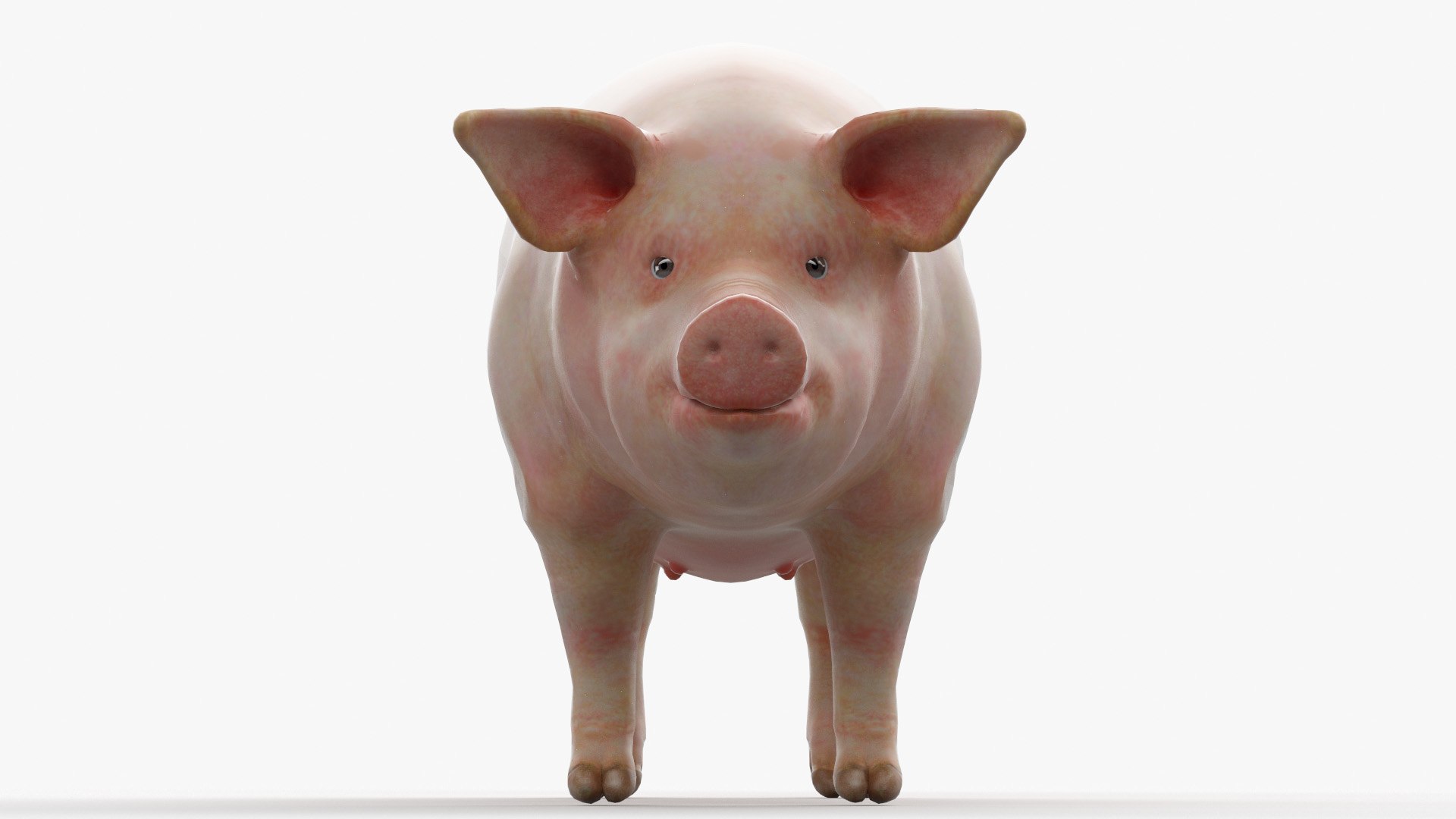 Full Male Pig Anatomy Static 3D model - TurboSquid 1934212