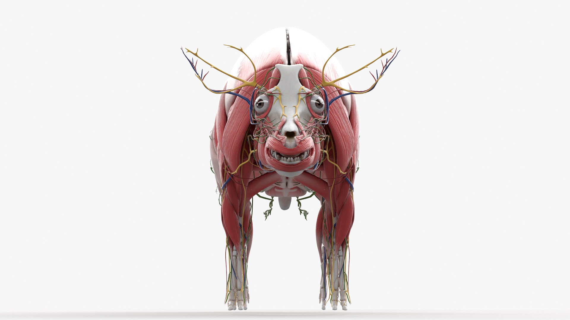 Full Male Pig Anatomy Static 3D model - TurboSquid 1934212