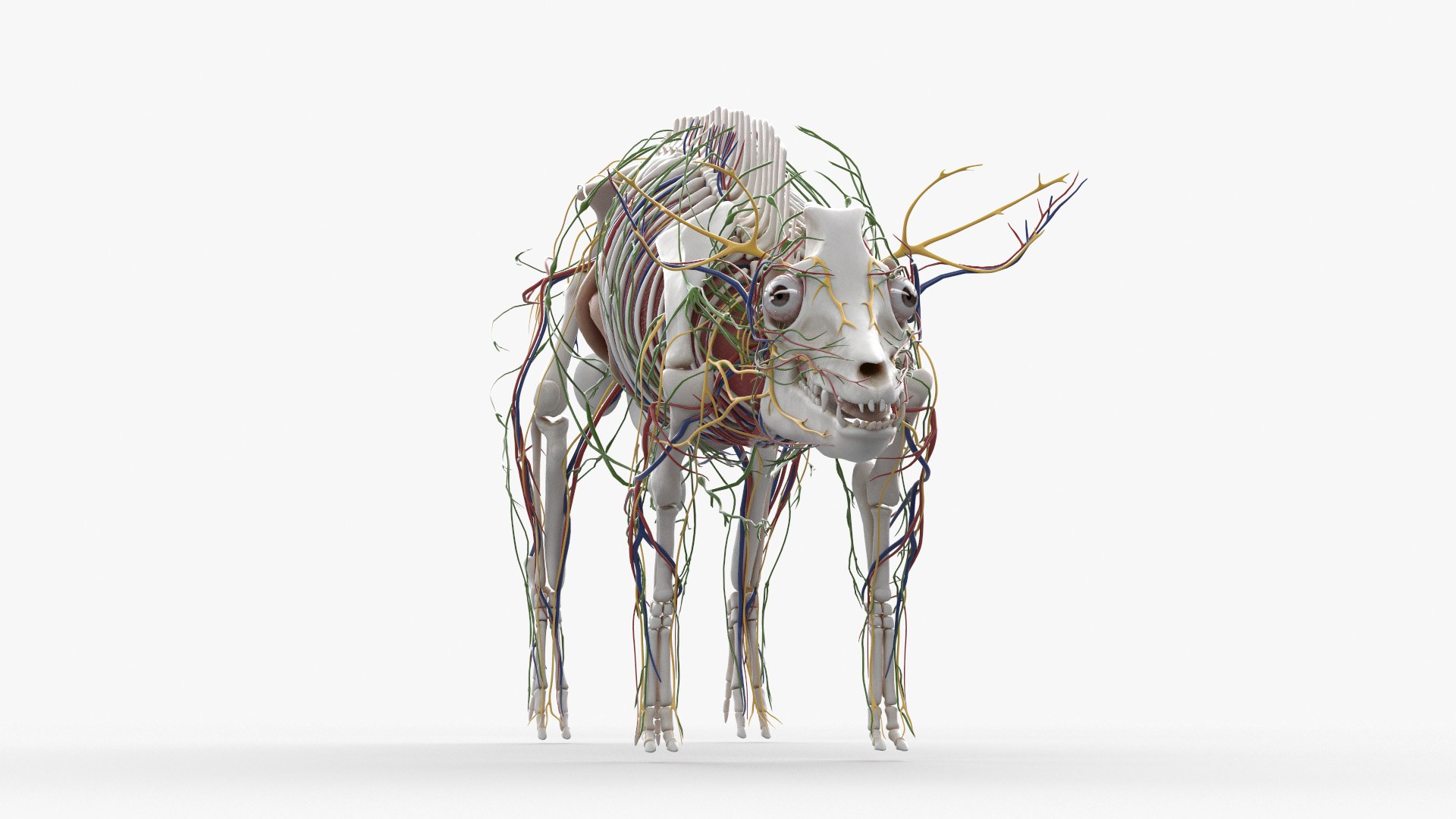 Full Male Pig Anatomy Static 3D model - TurboSquid 1934212