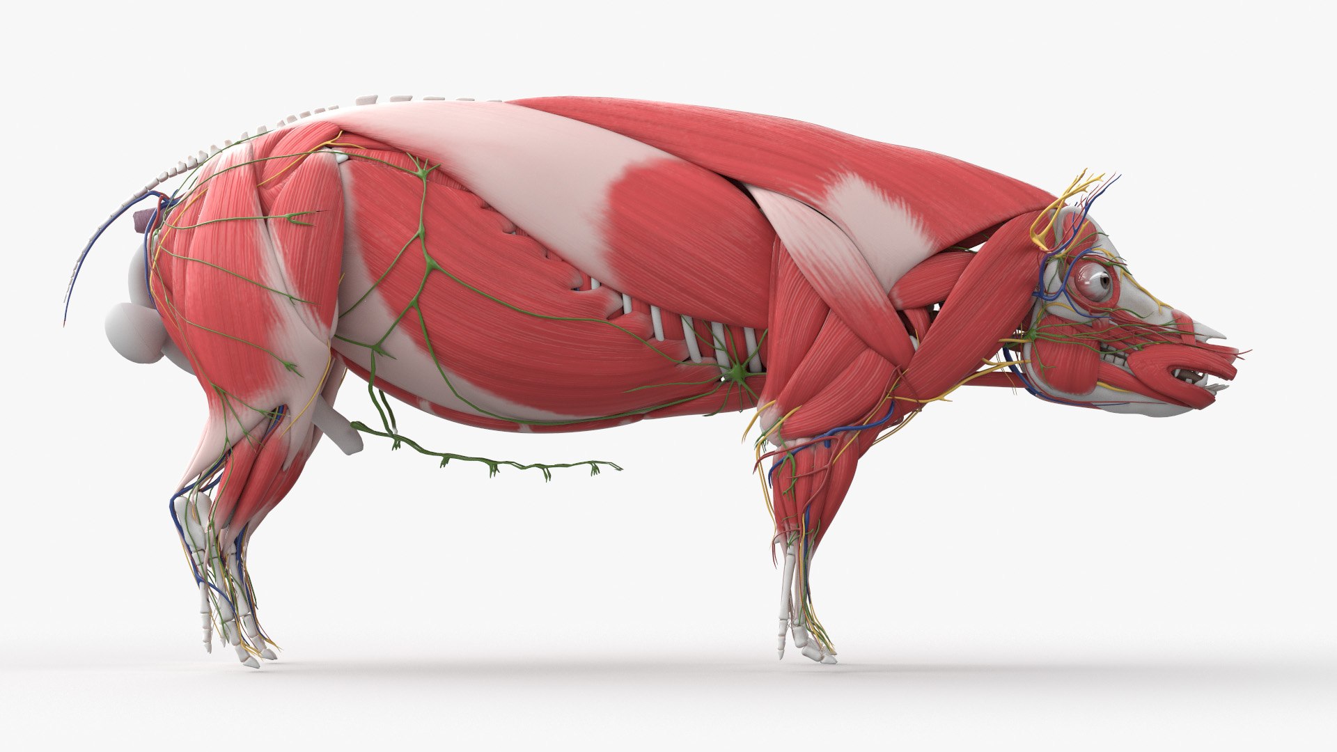 Full Male Pig Anatomy Static 3D model - TurboSquid 1934212