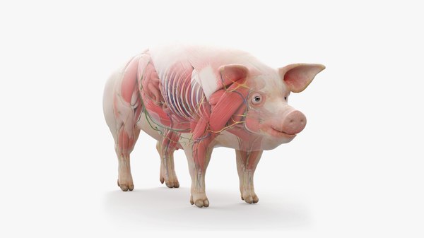 Full Male Pig Anatomy Static 3D model - TurboSquid 1934212