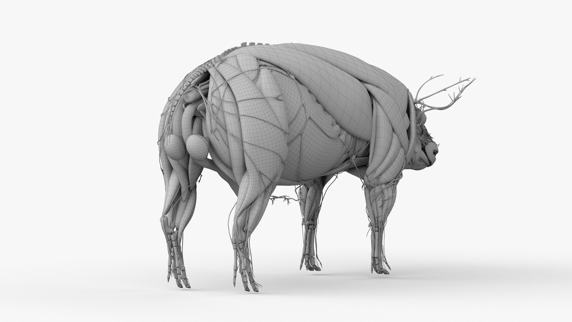 Full Male Pig Anatomy Static 3D model - TurboSquid 1934212
