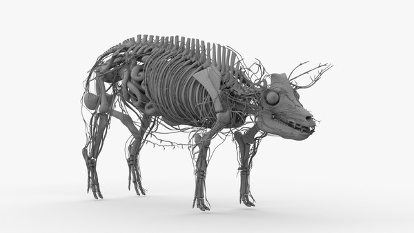 Full Male Pig Anatomy Static 3D model - TurboSquid 1934212