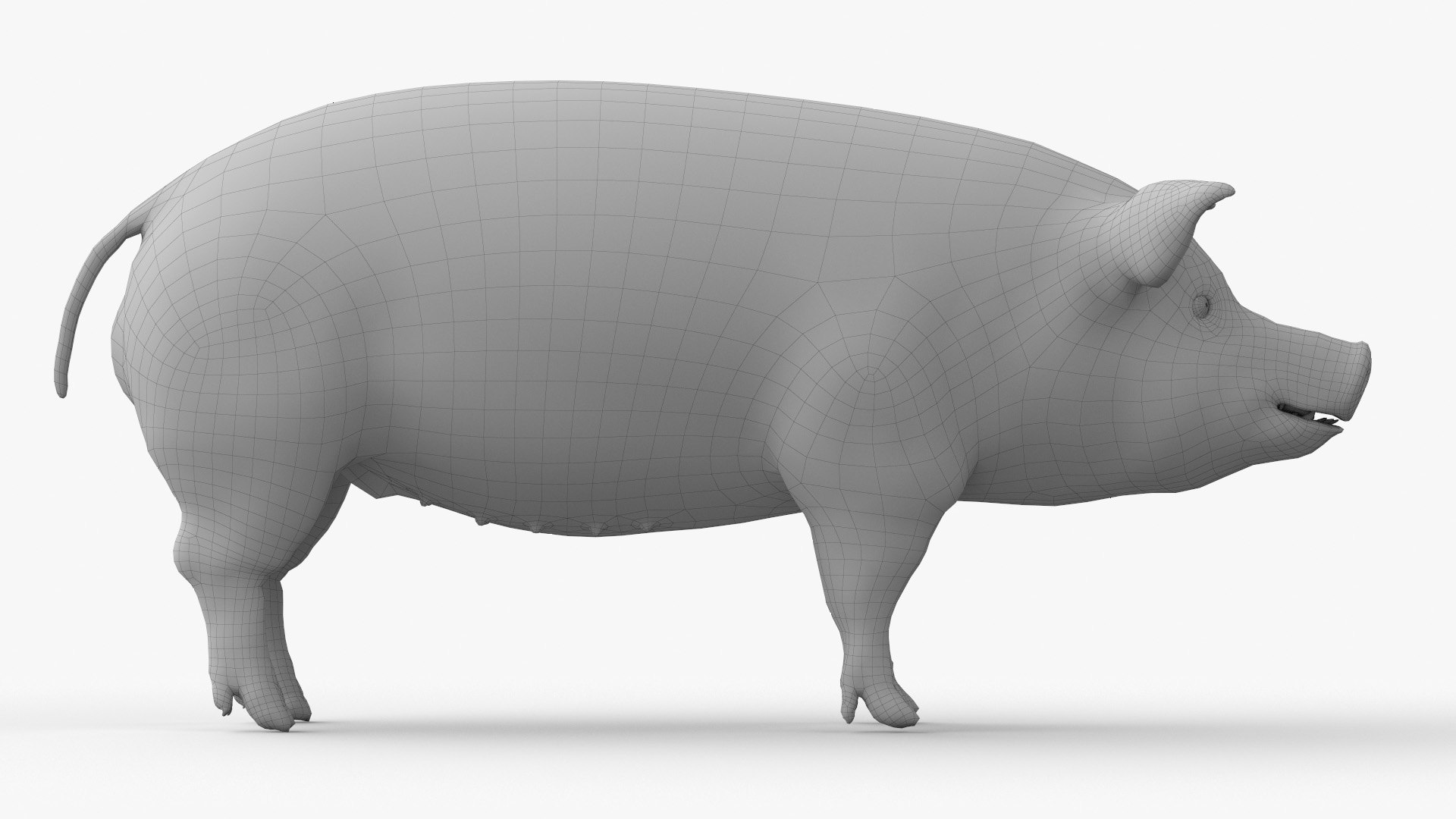 Full Male Pig Anatomy Static 3D model - TurboSquid 1934212