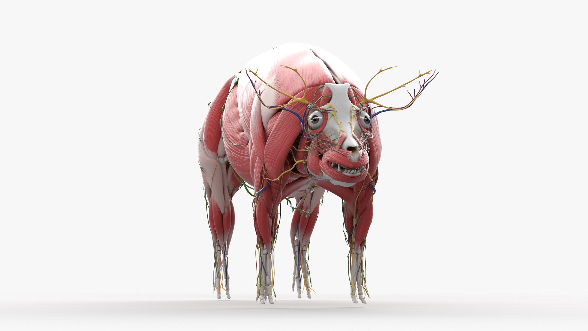 Full Male Pig Anatomy Static 3D model - TurboSquid 1934212