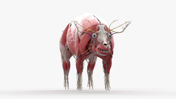 Full Male Pig Anatomy Static 3D model - TurboSquid 1934212