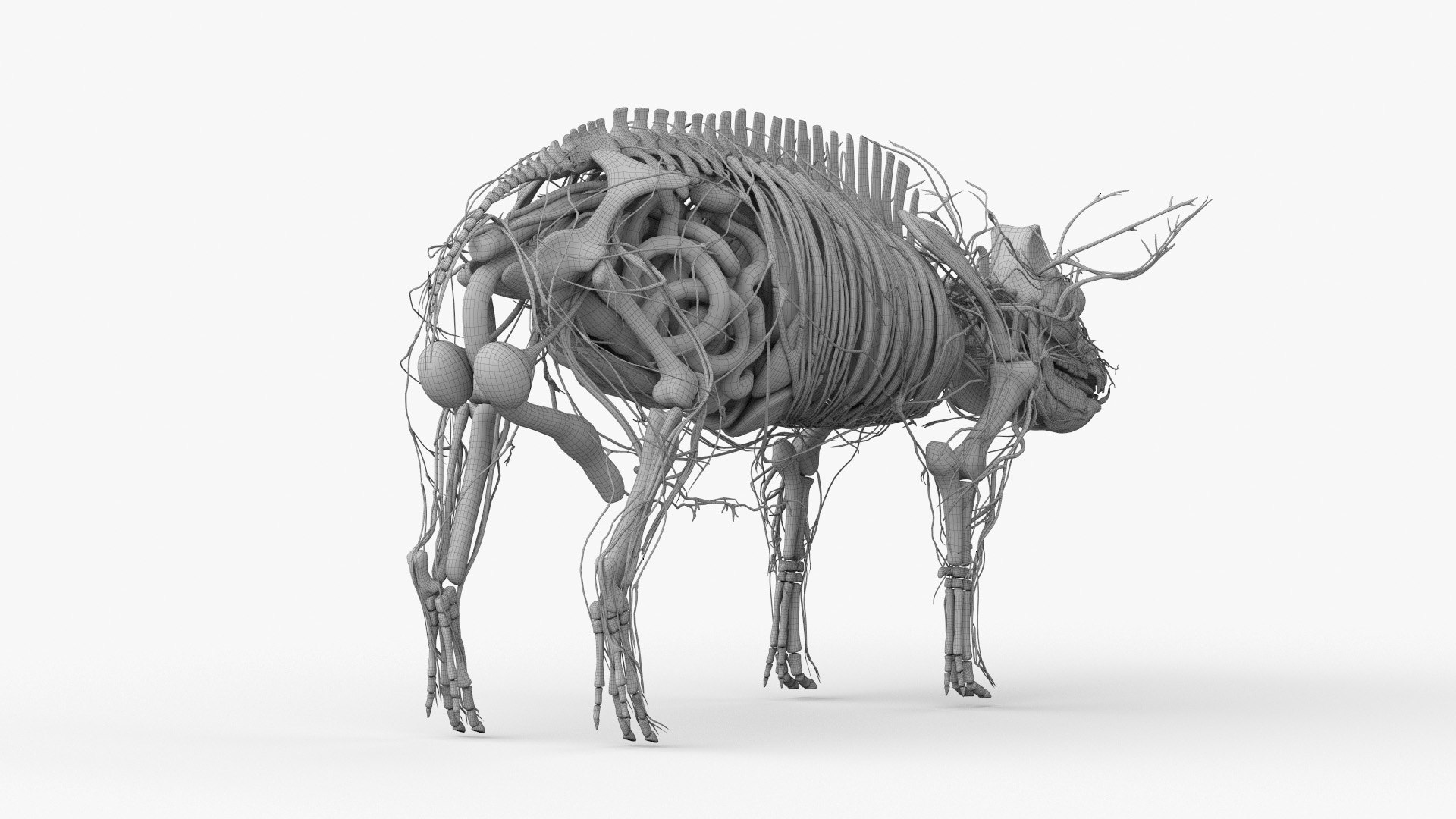 Full Male Pig Anatomy Static 3D model - TurboSquid 1934212