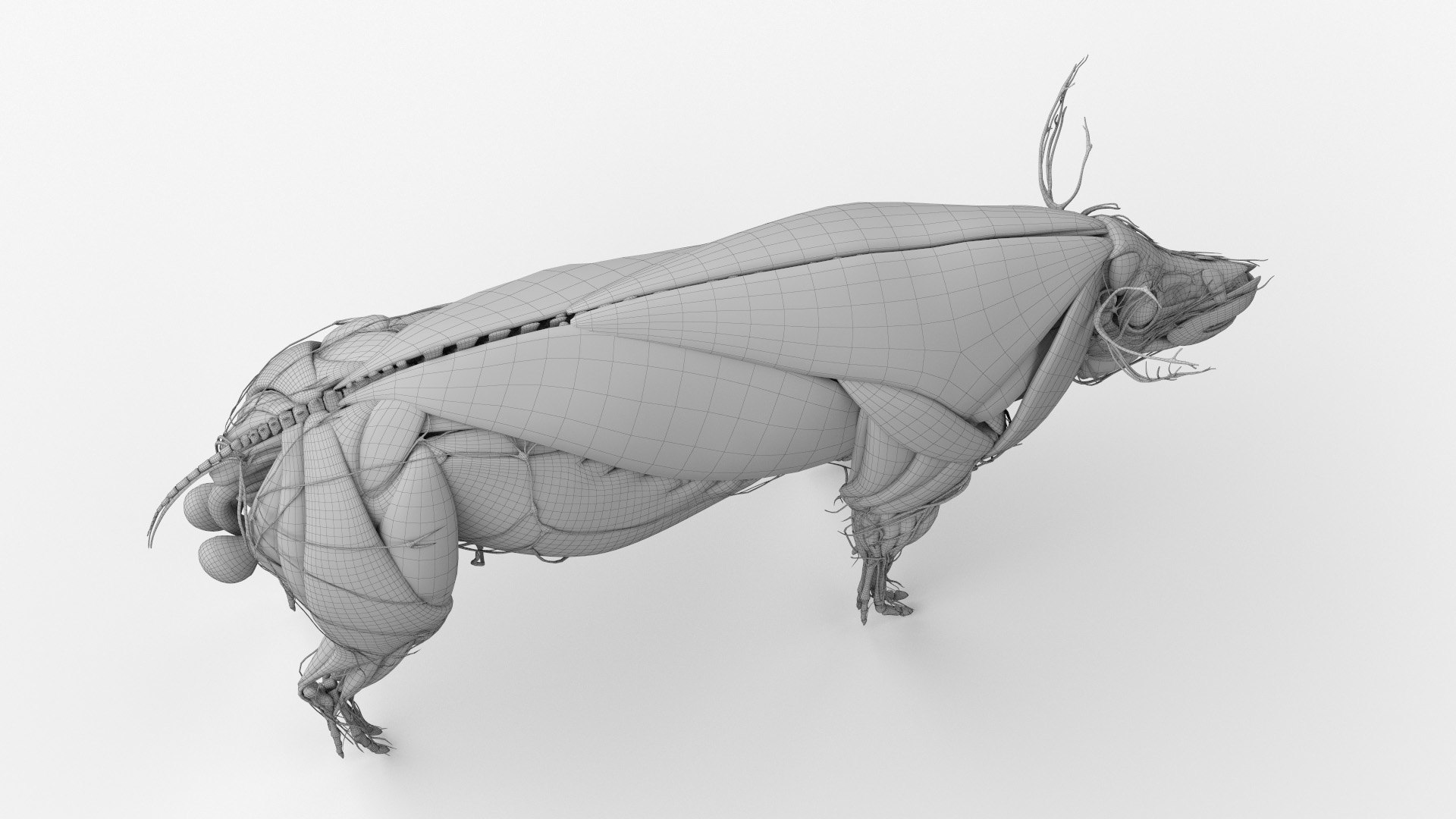 Full Male Pig Anatomy Static 3D model - TurboSquid 1934212
