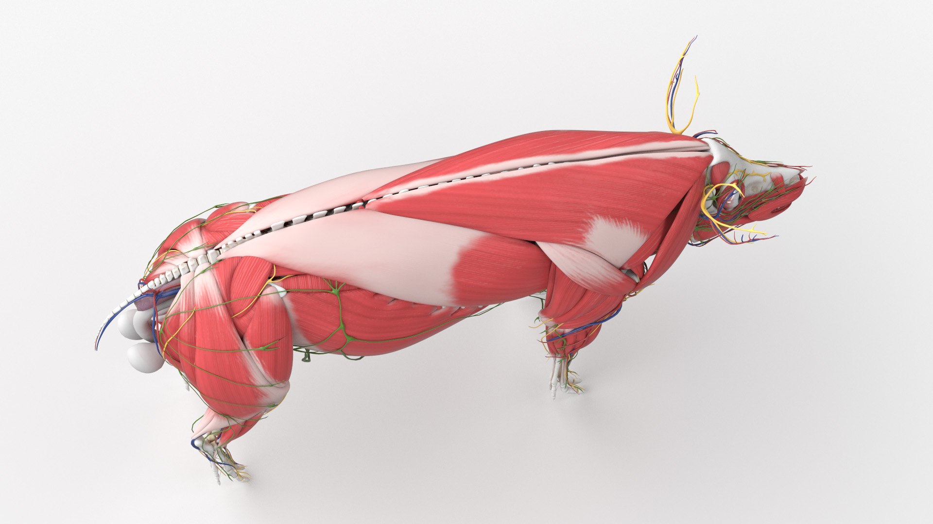 Full Male Pig Anatomy Static 3D model - TurboSquid 1934212