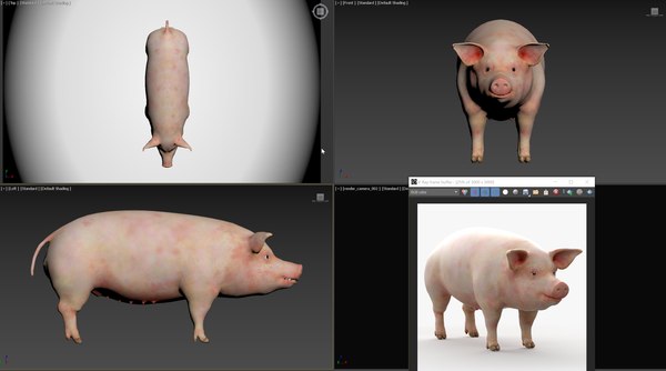 Full Male Pig Anatomy Static 3D model - TurboSquid 1934212