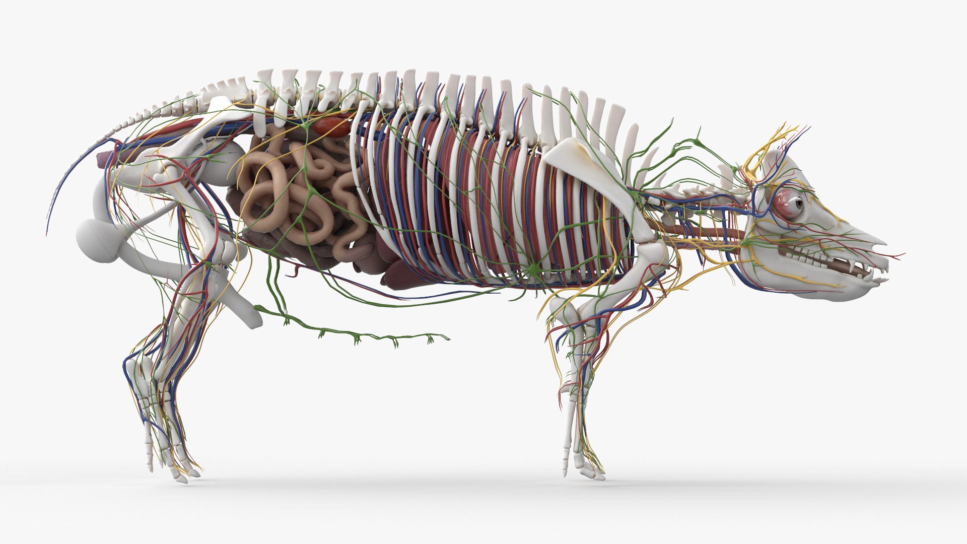 Full Male Pig Anatomy Static 3D model - TurboSquid 1934212