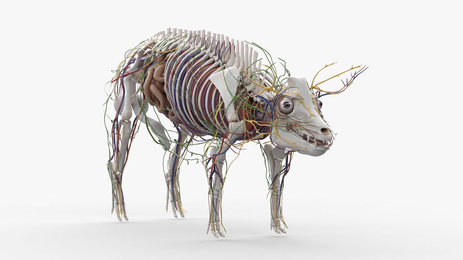 Full Male Pig Anatomy Static 3D Model - TurboSquid 1934212
