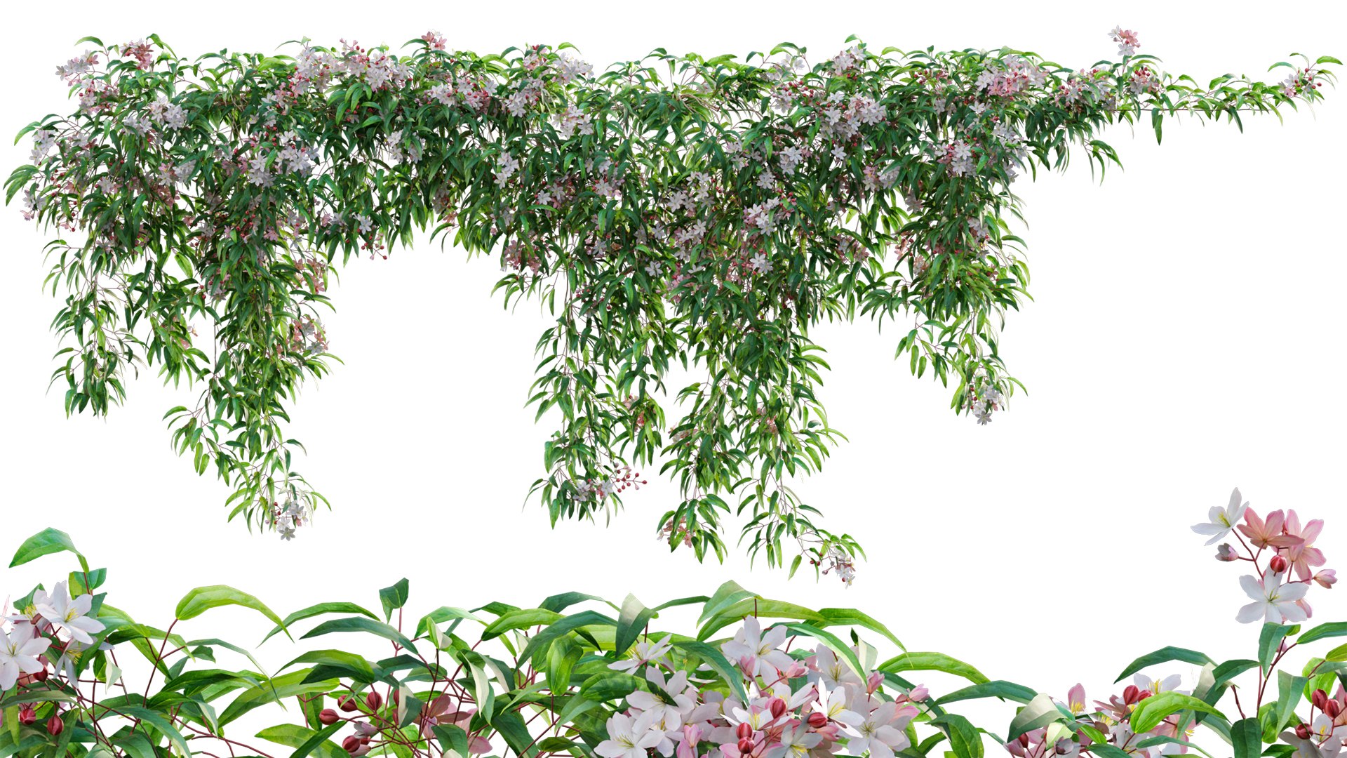 3D model Clematis Apple Blossom 01 - TurboSquid 2024474