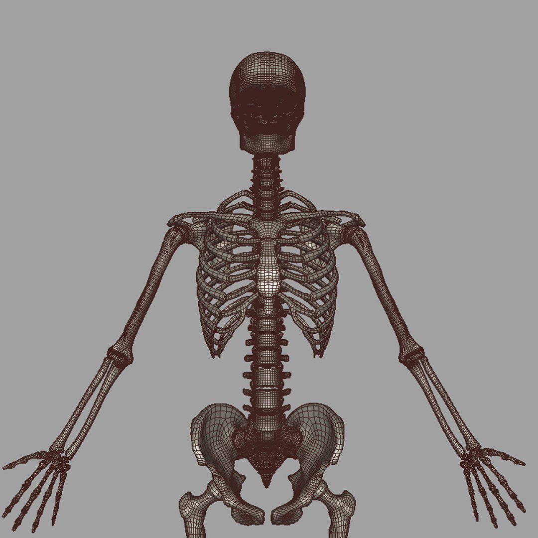 Max Human Skeleton