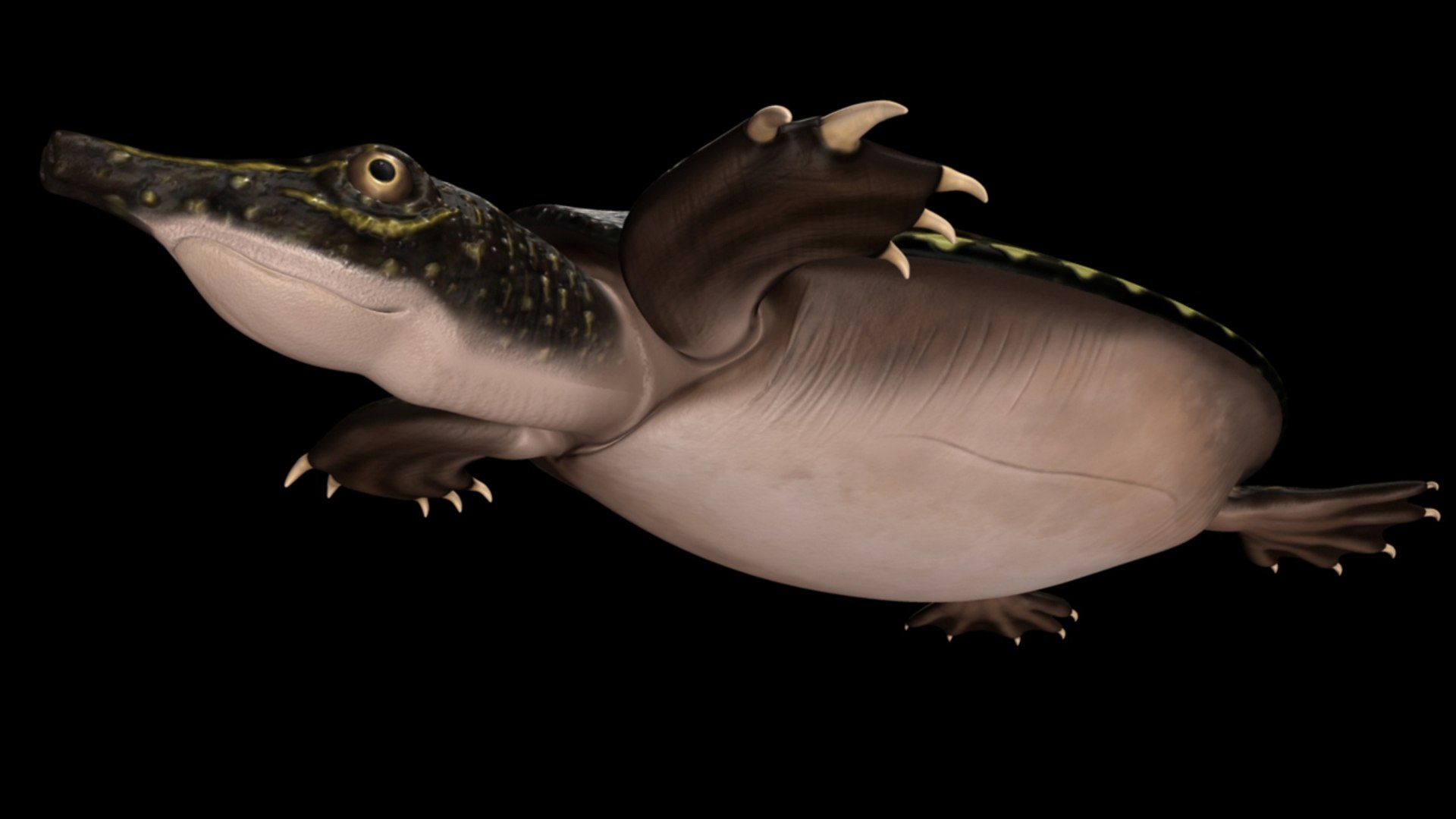 3d Trionyx Spiniferus Model