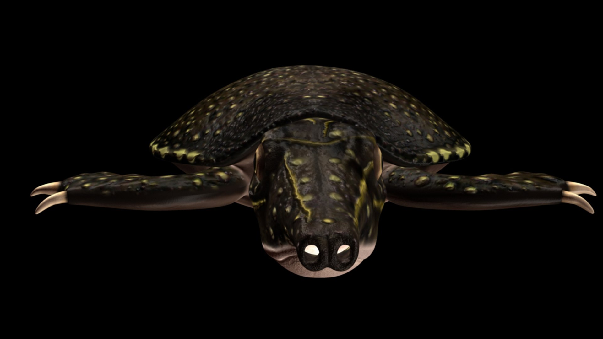 3d Trionyx Spiniferus Model