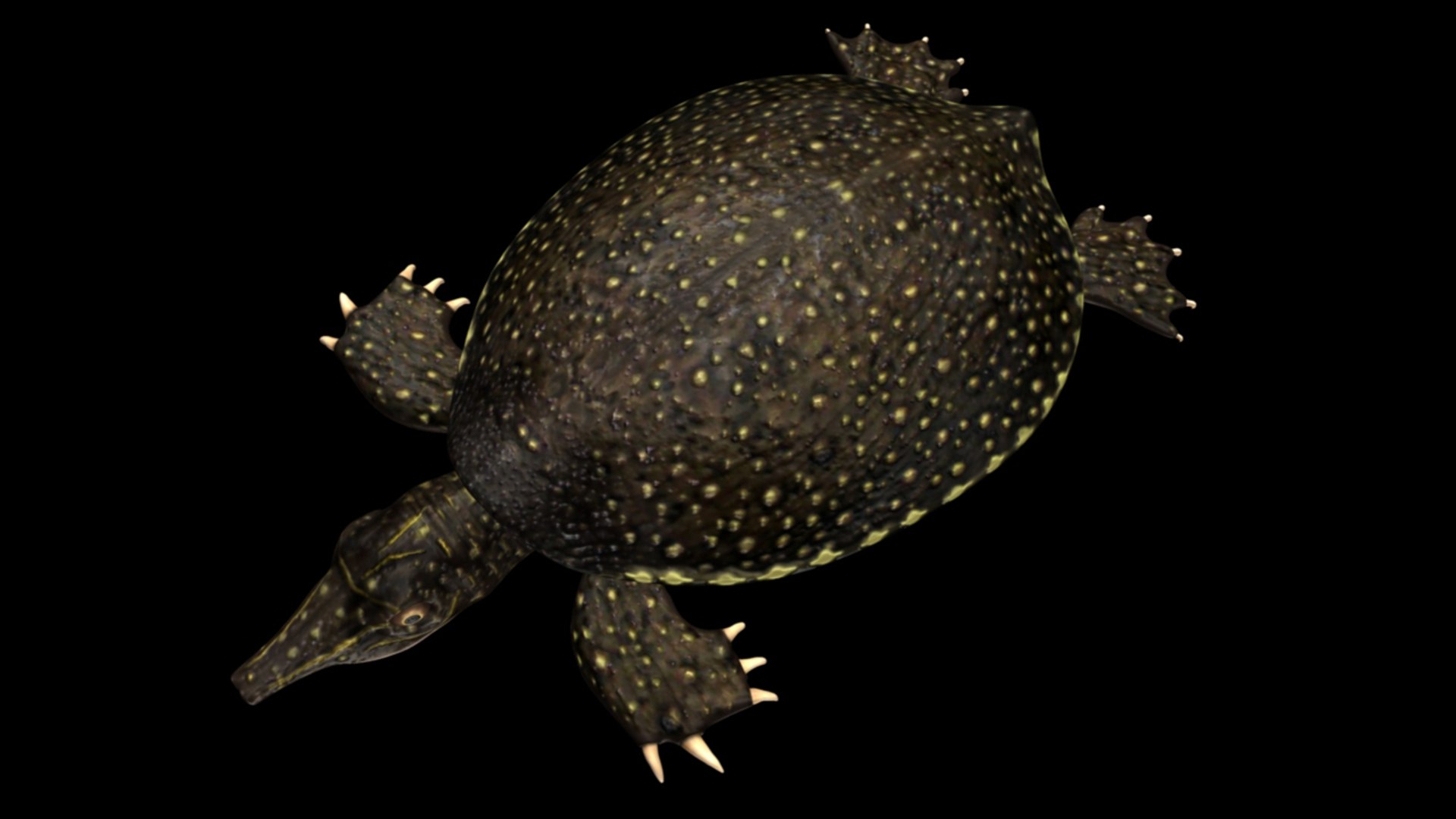 3d Trionyx Spiniferus Model