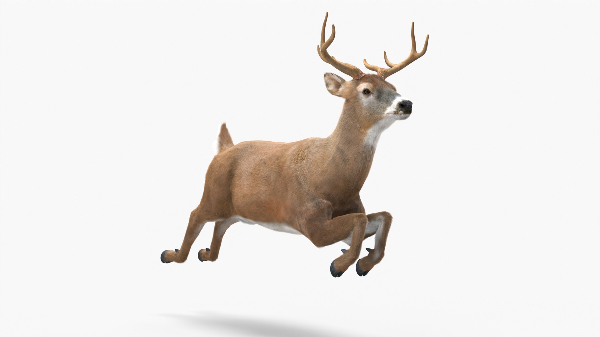 3D Whitetail Deer Running Pose Fur For Maya Model - TurboSquid 2399788