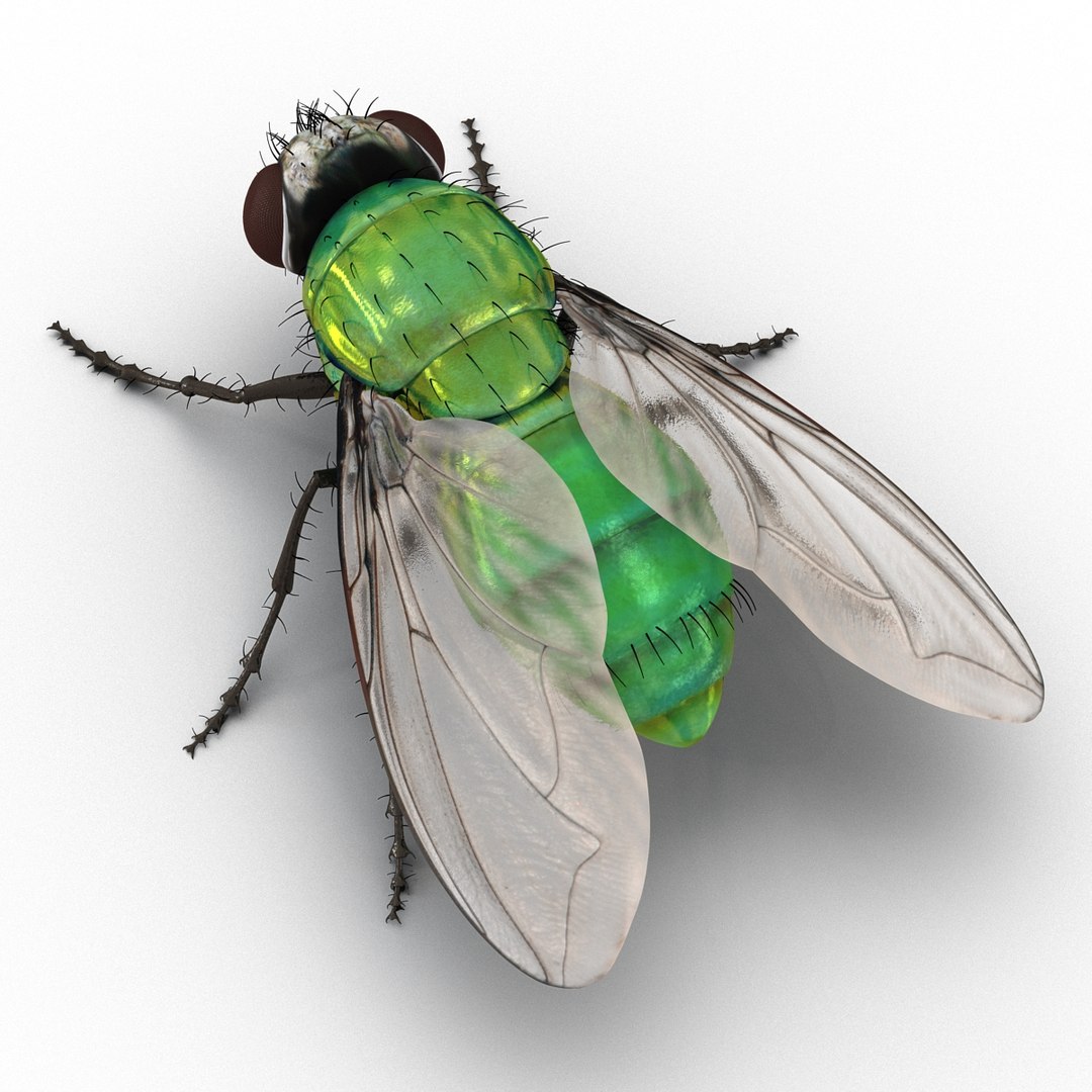 green bottle fly rigged 3d model